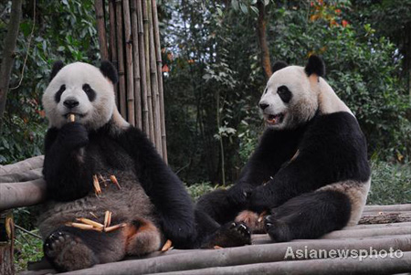 Mainland to send Pandas to Taiwan in December_Press conference of ...
